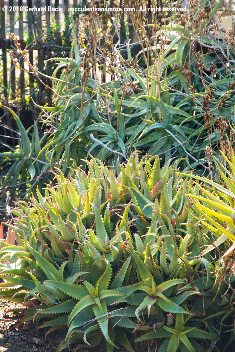 John Miller's Oakland aloe garden (Institute for Aloe Studies)