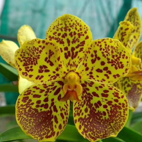 How to Grow Vandas at your Home? ~ My GARDENING