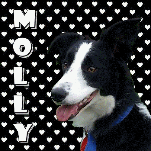 EVERYTHING you need to know about dogs: Border Collie GIFS