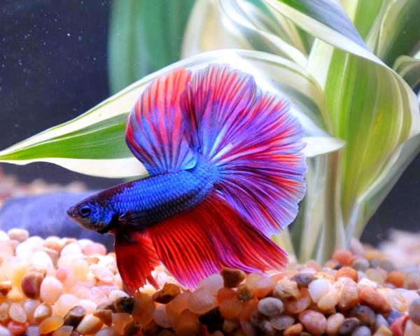 Kenali Ikan Laga - Fighting Fish @ Betta Splendens - Relaks Minda