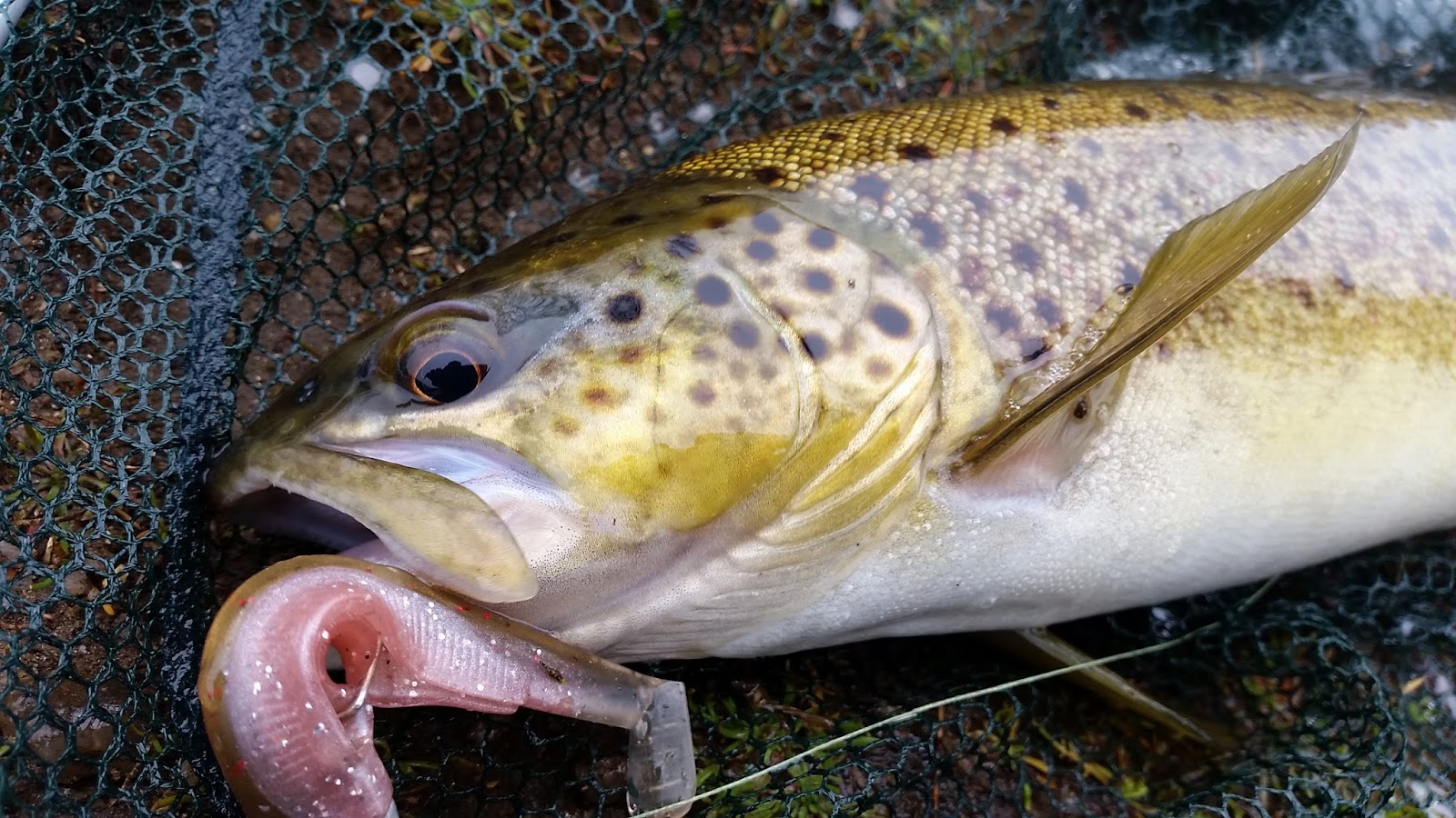 Pesca em Viana: Uma aventura às Trutas - com Vídeo!