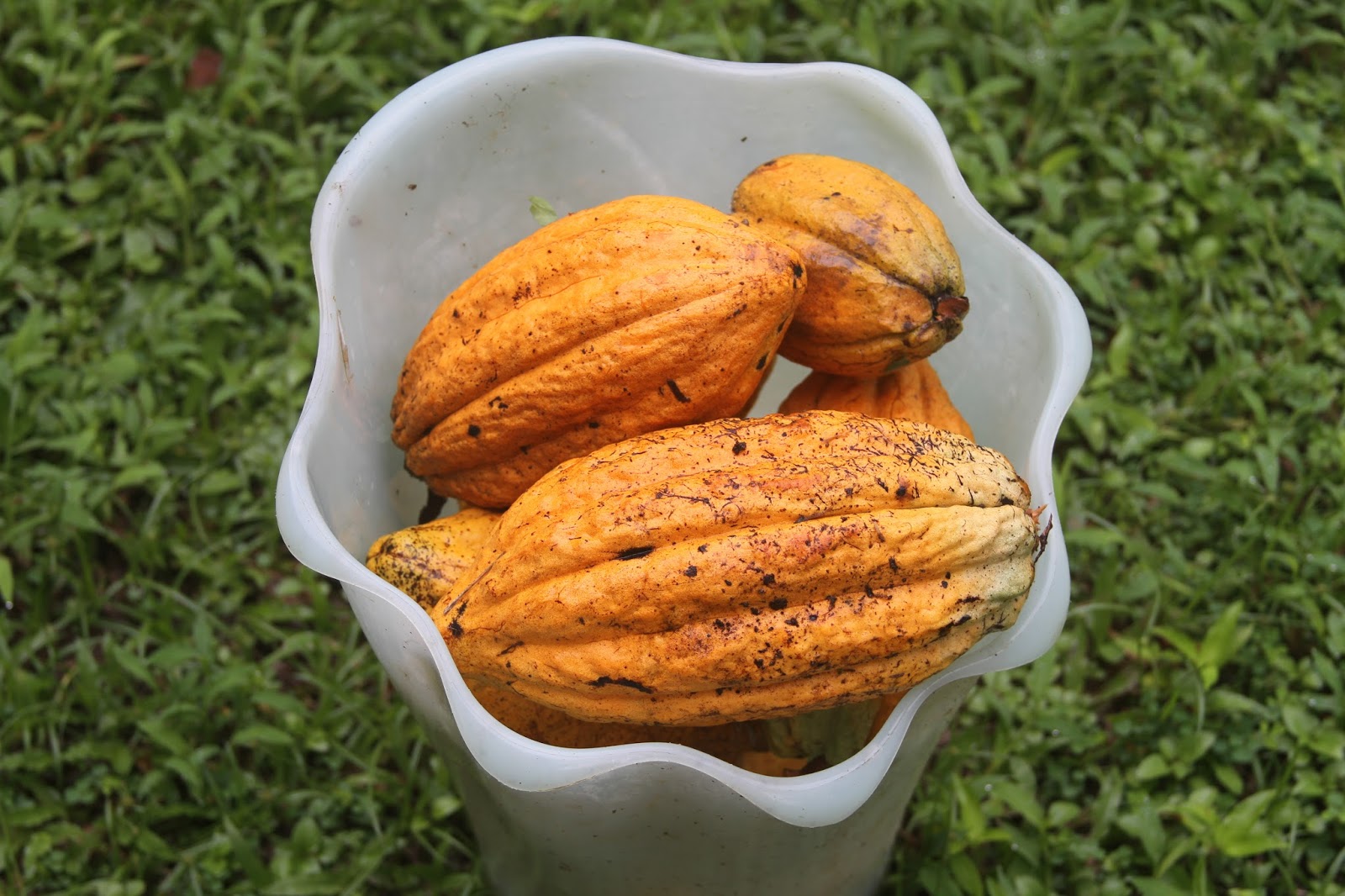 Haileys Fruit Farm: Hailey's Tropical Chocolate! º First Harvest!