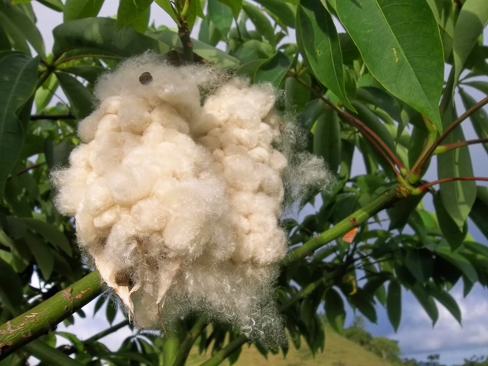 Warrior Pilgrimage: USEFUL PLANTS 101: Kapok