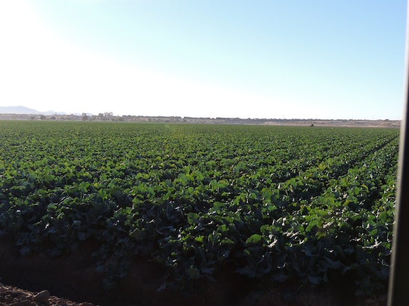 mnkcusa: Yuma AZ, Vegetables!