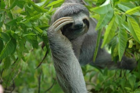 El Oso Perezoso: la crianza y su aportación al cuidado del bosque tropical