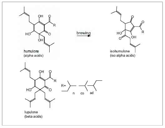 Homebrew Science: Hops Part I, Alpha and Beta-Acids ~ The Buzz ...