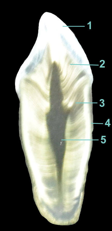 Histologia Oral UFF: Dentina