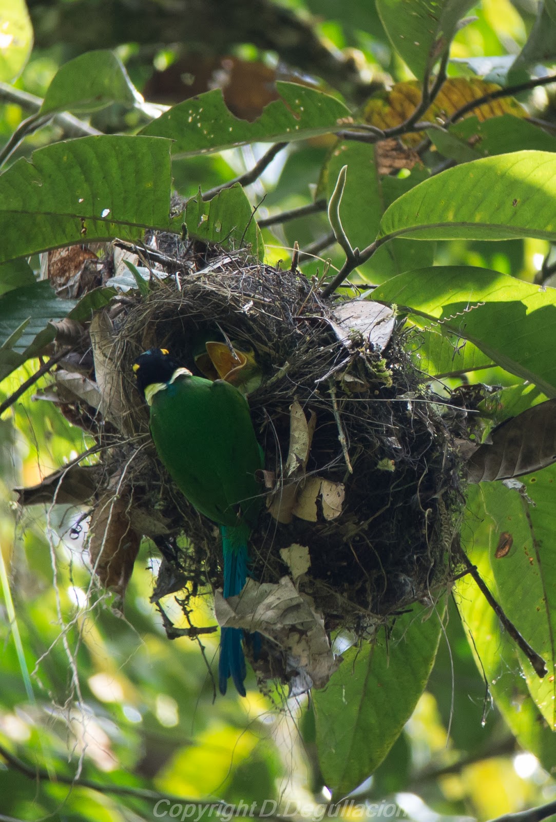 Denis Degullacion | Birding | Digiscoping | Photography |: A Great ...