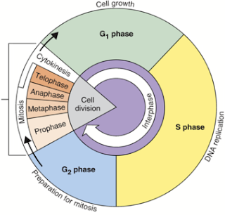Biology Diagrams,Images,Pictures of Human anatomy and physiology