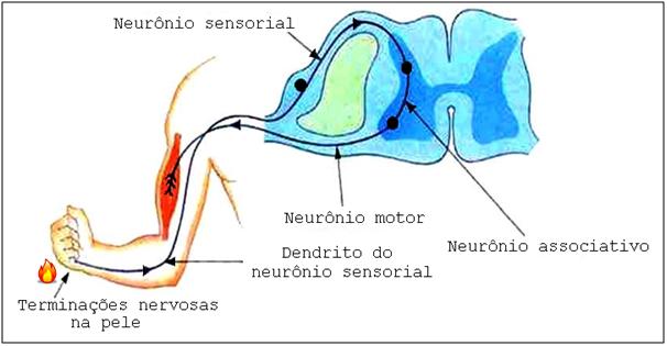 Blog de Biologia
