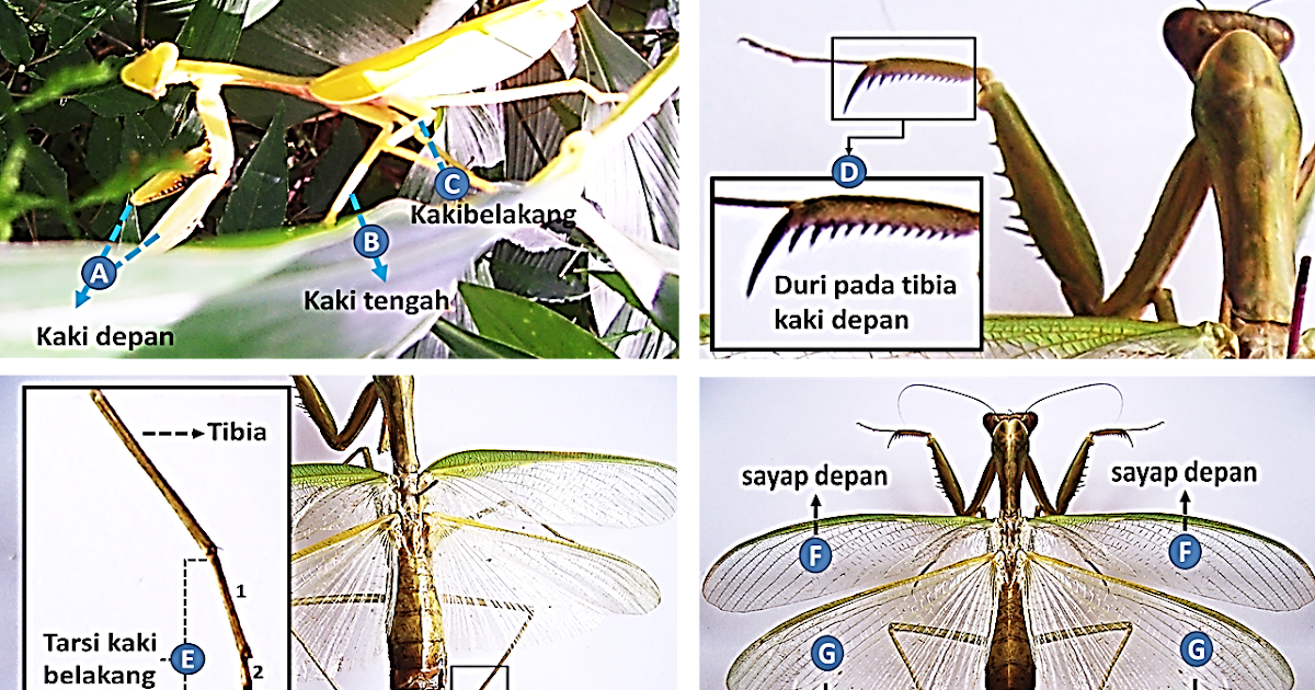 SERANGGA DAN PERLINDUNGAN TANAMAN: KARAKTERISTIK FAMILI ORDO MANTODEA