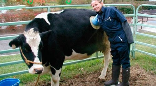 Na África Selvagem: Inacreditável :Vacas vivas com enormes buracos no corpo