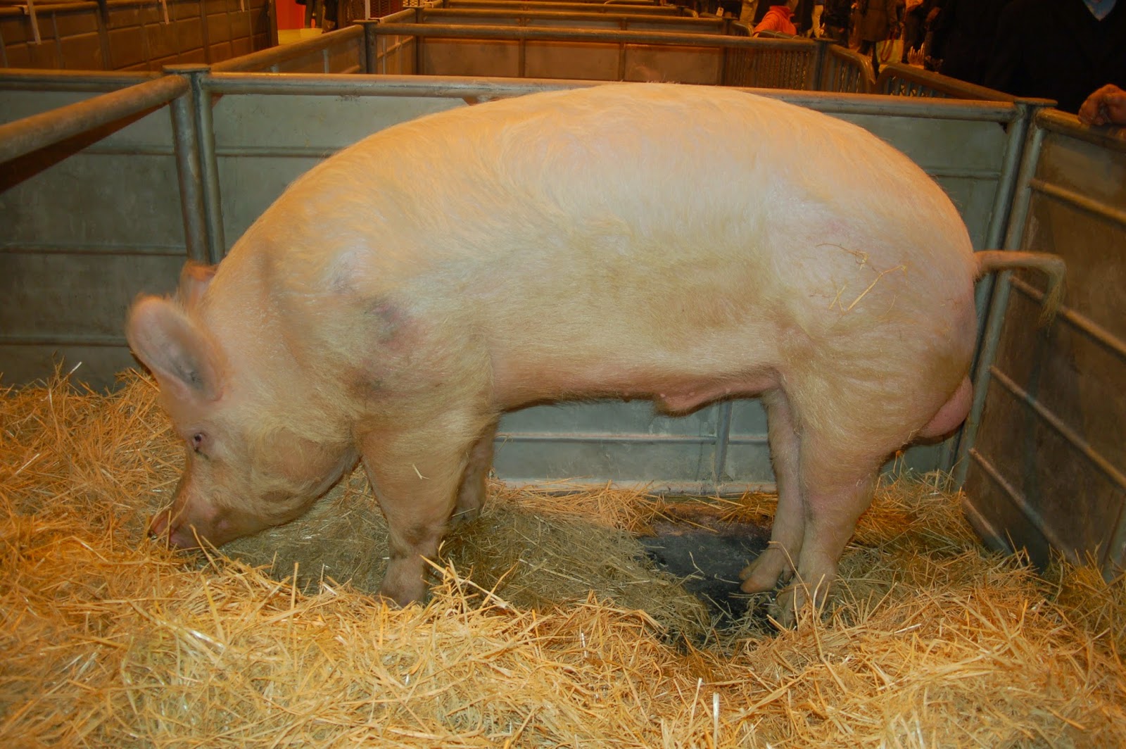 TRANSGÉNICOS HASTA EN LA SOPA