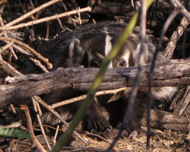 Desert Colors: Badgers