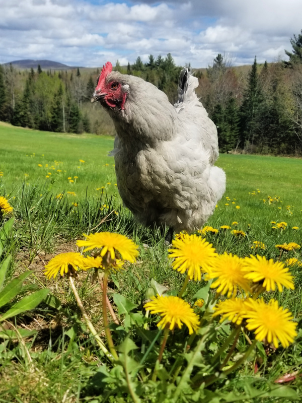 The Health Benefits of Dandelions for Chickens and Ducks - Fresh Eggs ...