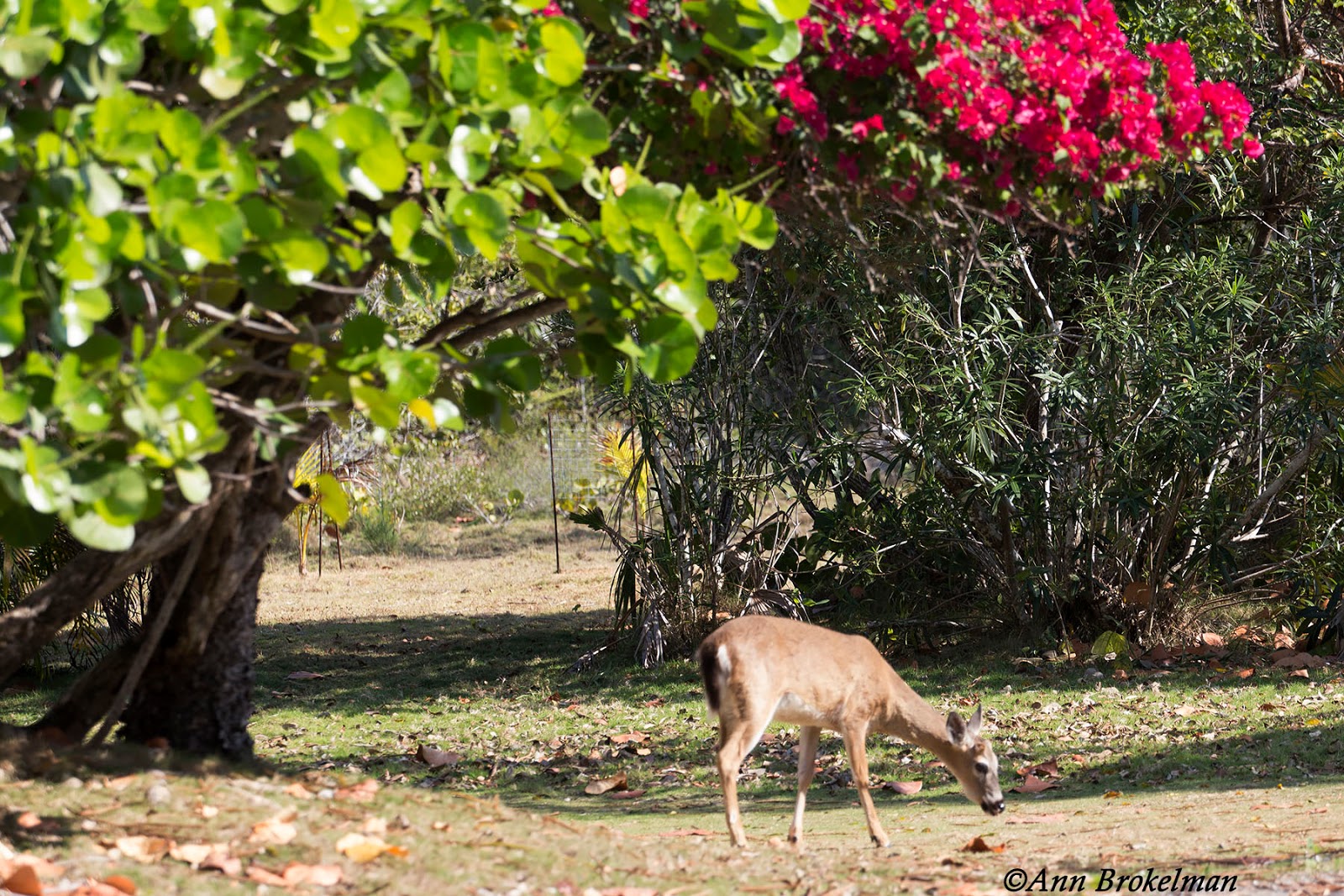 Ann Brokelman Photography: Key Deer - Florida Keys