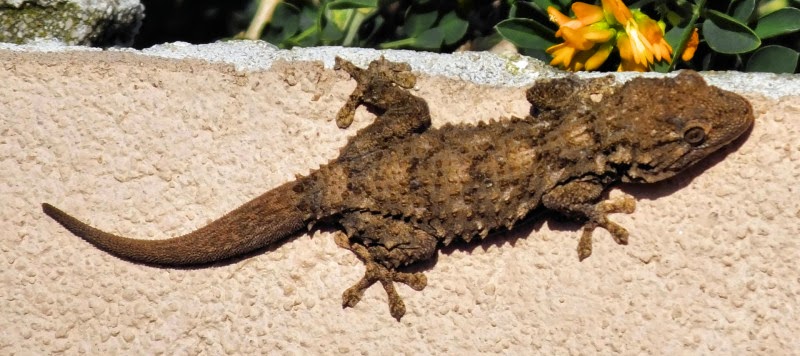 Le blog de la Coudoulière: Tarente VS lézard