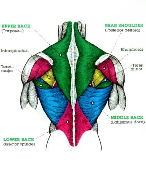 Back Muscle Final Step: กล้ามเนื้อกลุ่ม TRAPEZIUS