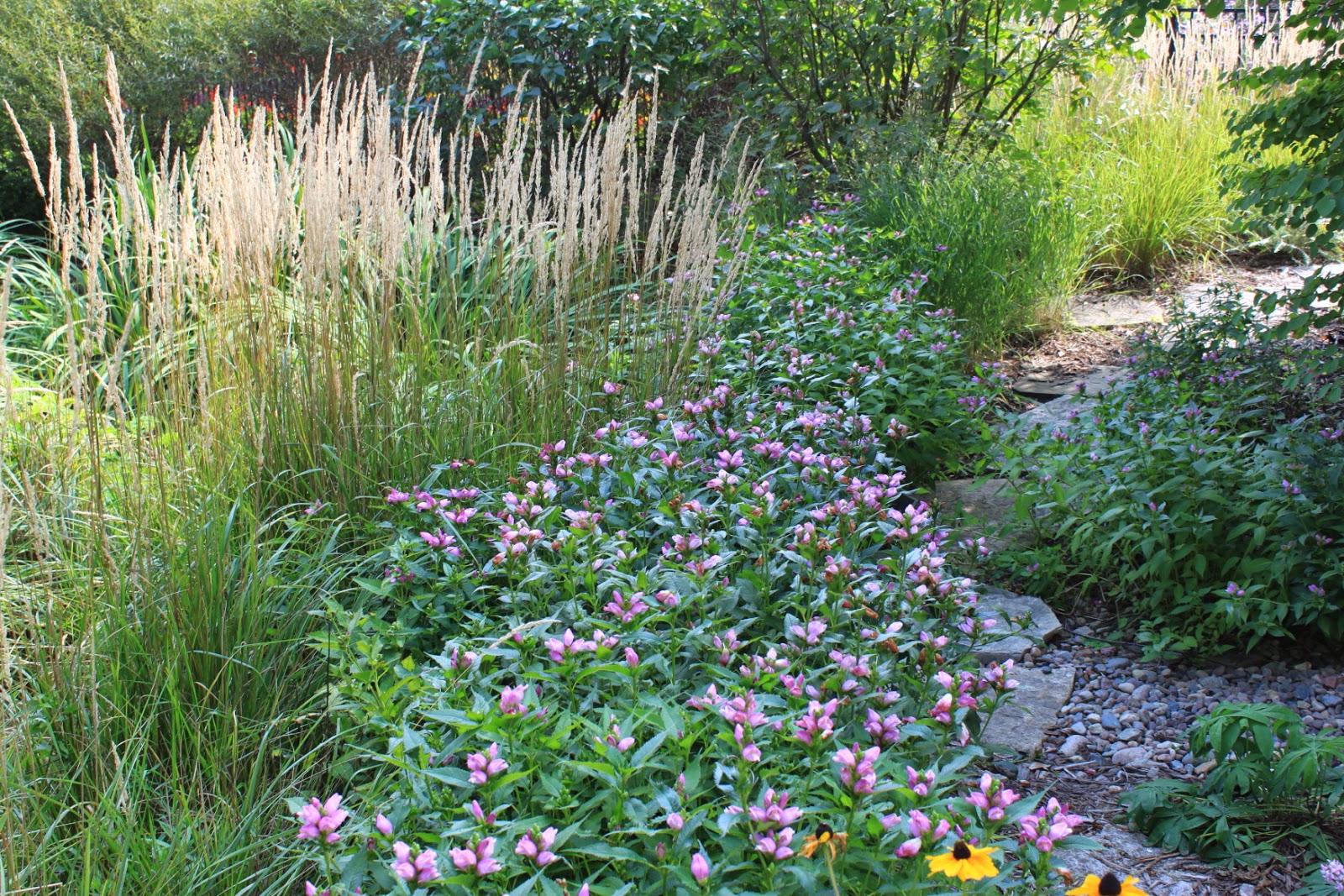 Confessions Of A Plant Geek: Turtleheads - Chelone