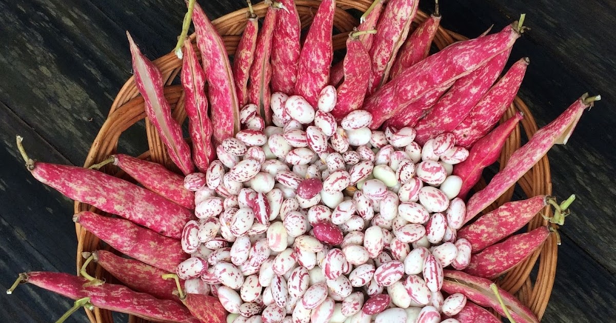 On Metzger Heritage Farm: Bird Egg Beans Revisited