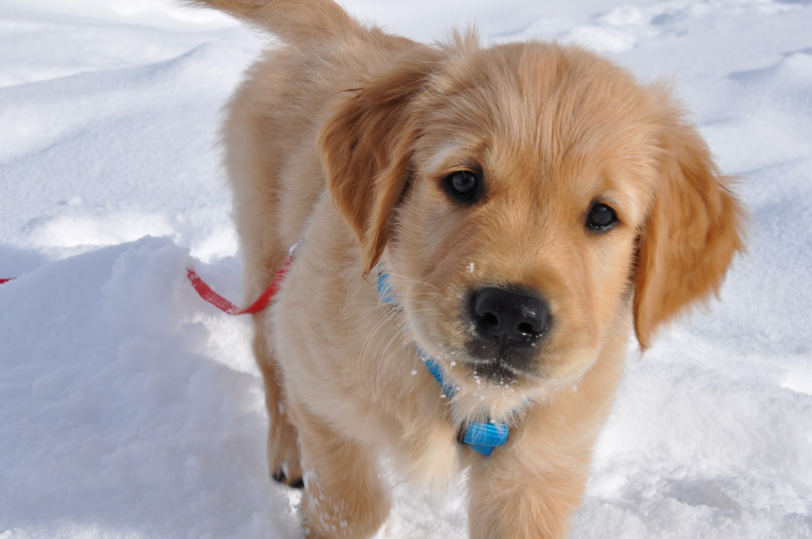 Dogtelligent: April 2013