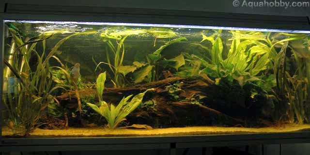 Aquascaping - Peru: Amazon Aquarium Biotope
