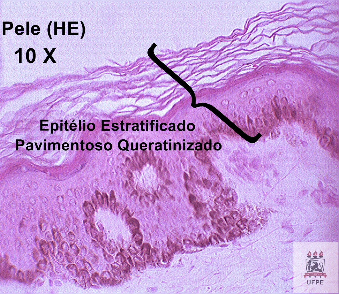 Histologia Do Tecido Epitelial - BINKEDU