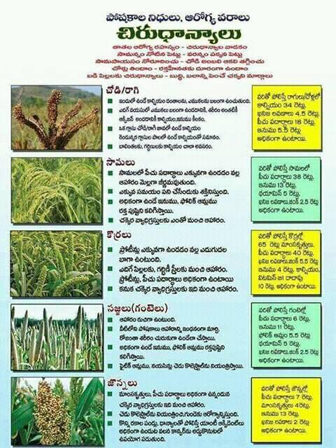 CHODAVARAMNET: POSHAKALU - AROGYA VARALU - CHIRU DANYALU