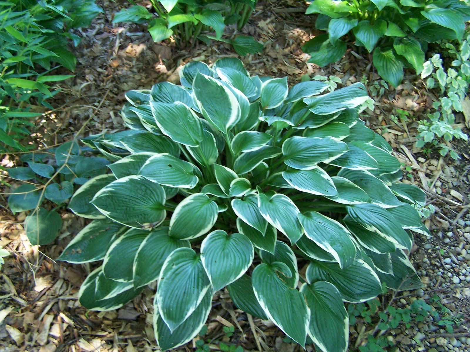 Ghetto Gardens: Hosta identification