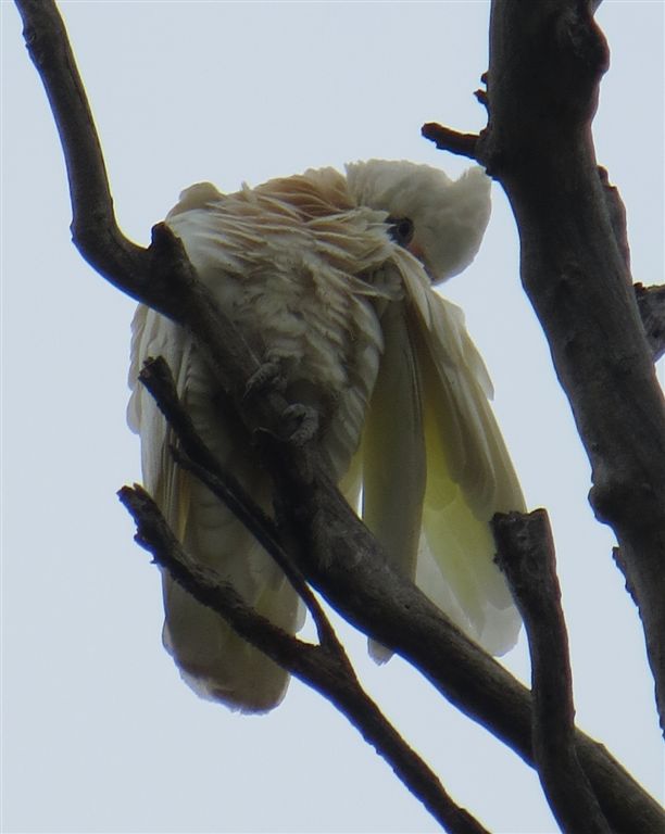 Majura birds: November 2012