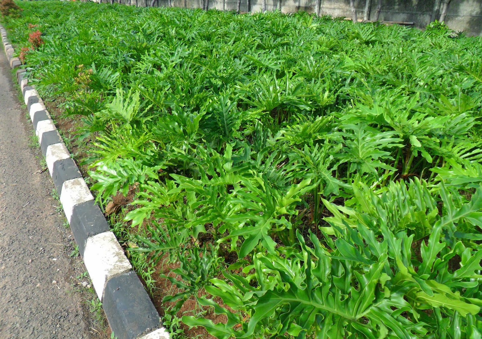 JUAL BIBIT,DAUN, POHON PHILODENDRON