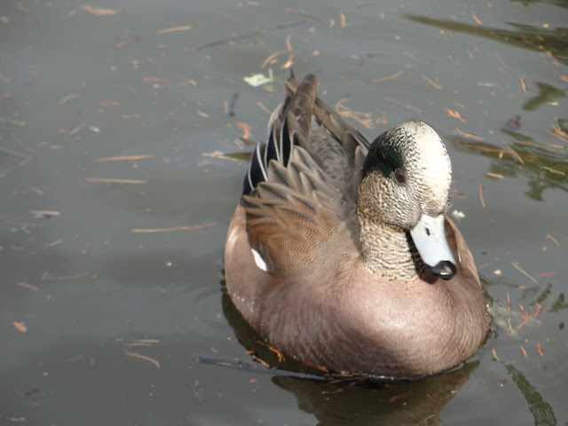 My life with the critters: Ducks, ducks and more ducks