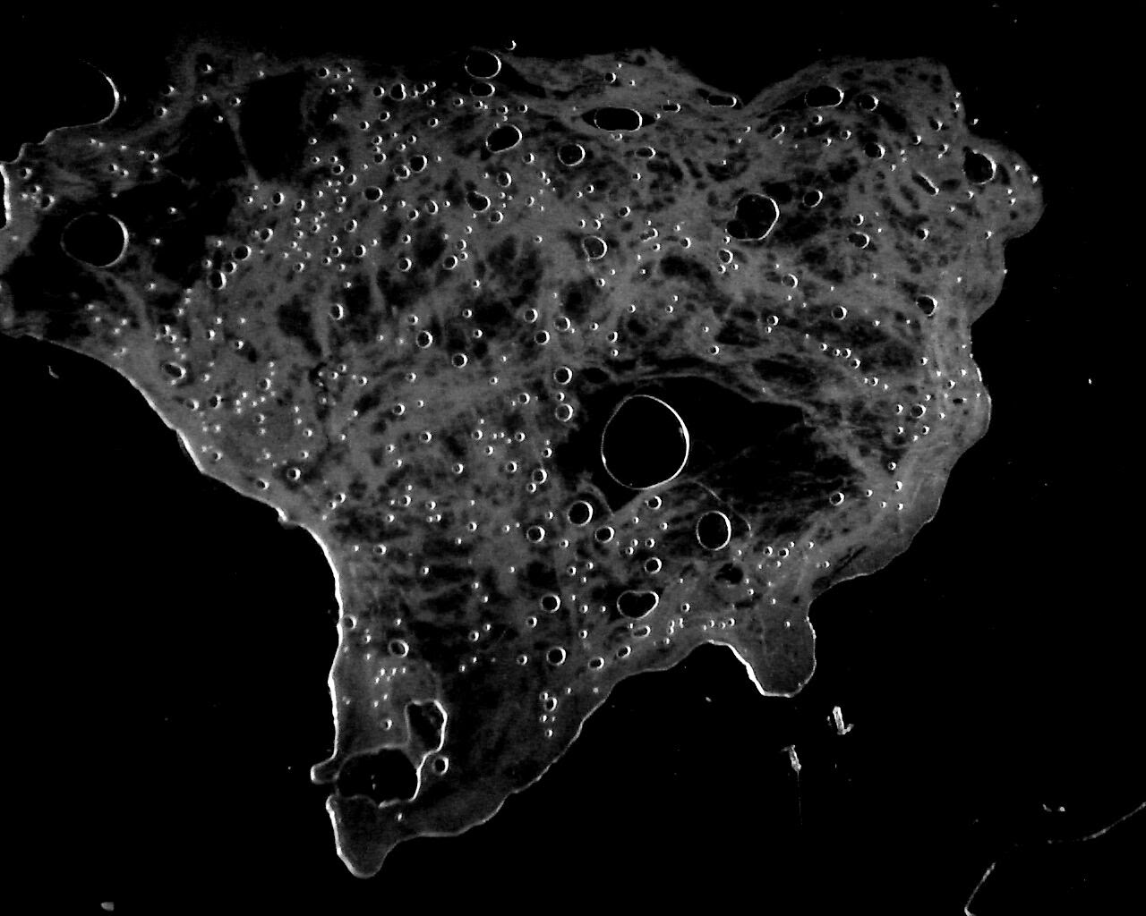 Real Dna Strand Under Microscope
