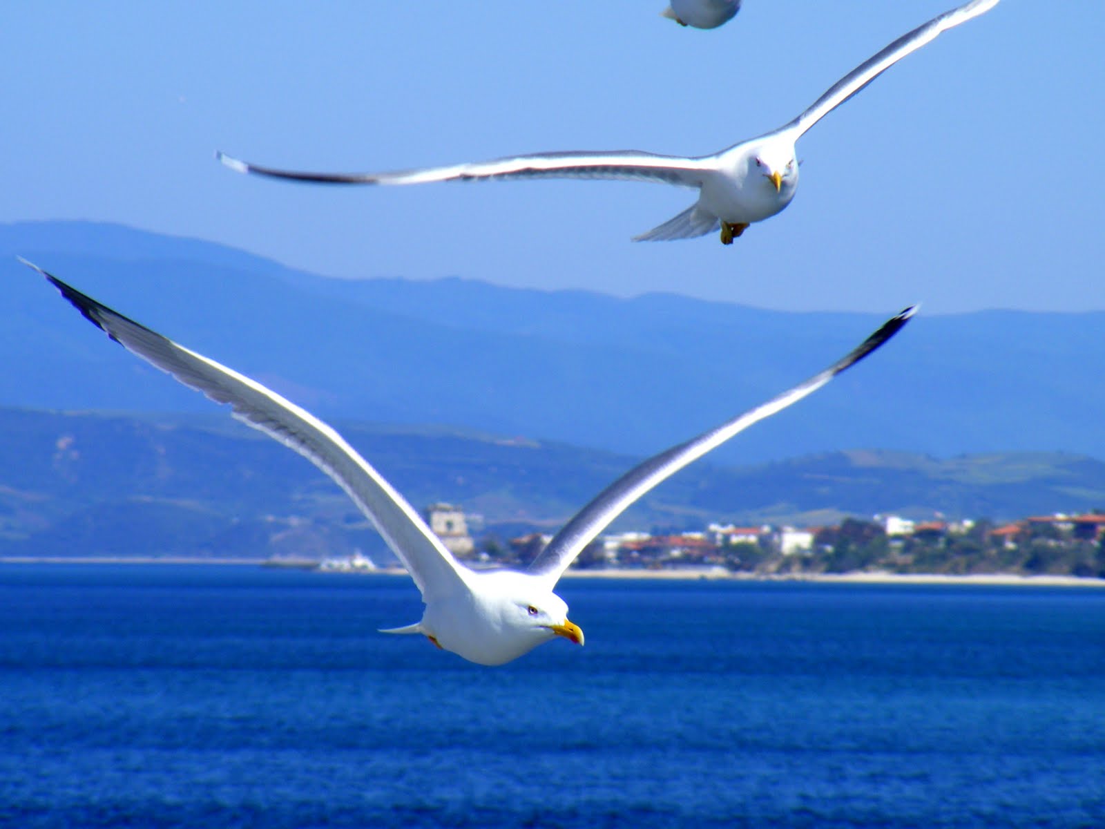 Fotografie: Pescarusi