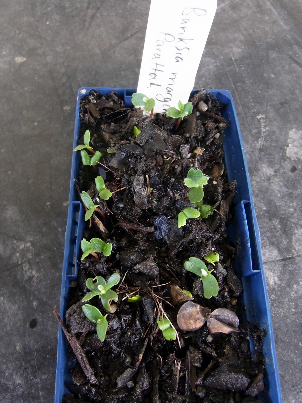 Rotuli's Tassie Bush Blog: Banksia Marginata-many growth forms
