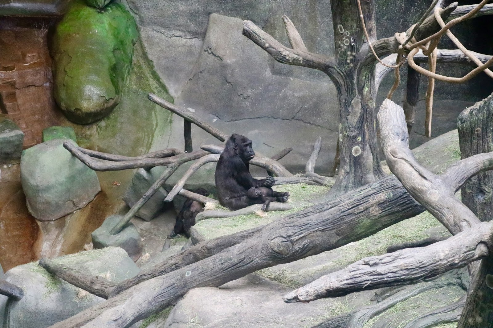 Amy's Creative Pursuits: Visiting The Brookfield Zoo In Winter