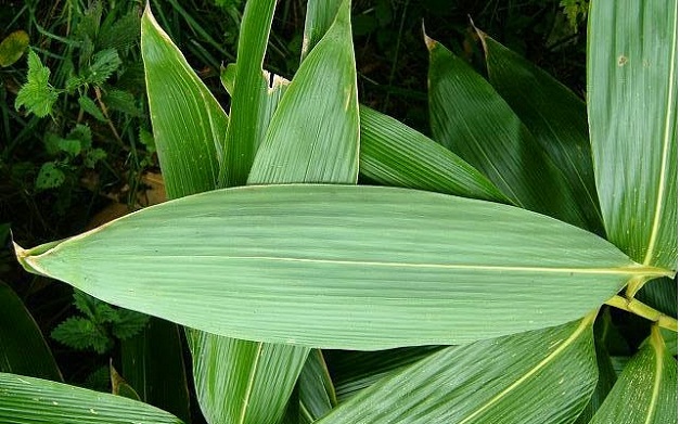 Solusi Herbal Untuk Kesehatan Keluarga: Manfaatkan Daun Bambu Untuk ...