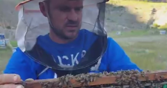 Σπάνια Μέλισσα: Έλεγχος και επιλογή βασιλικών κελιών (beeZEUS apiculture)