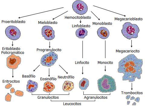 Portafolio de evidencias de Fisiología Básica: elementos formes de la ...