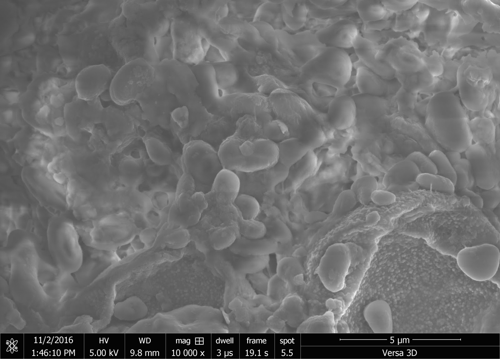 Soil Remediation Team 2: Scanning Electron Microscopy (SEM) Images of ...