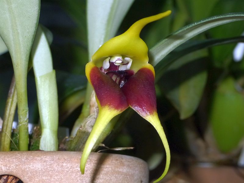 Masdevallia elephanticeps care and culture | Travaldo's blog