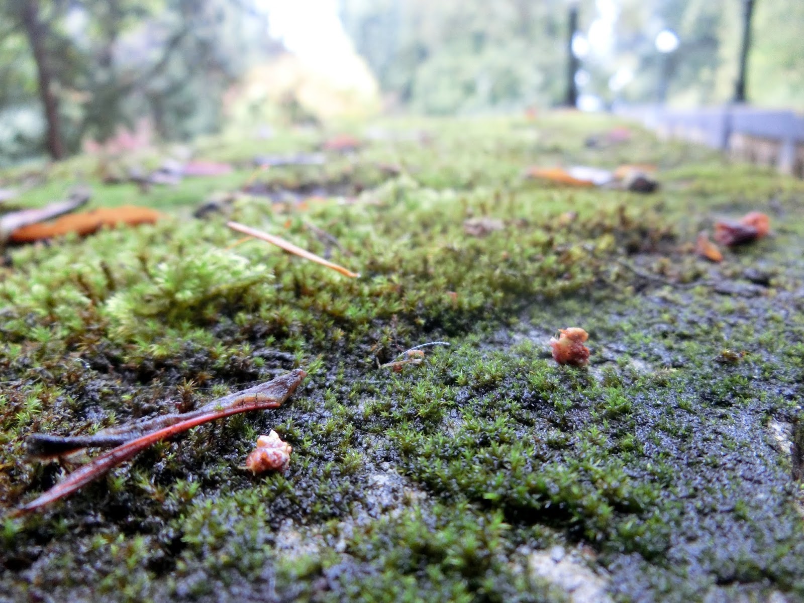 Nau speak: Seattle: Washington Park Arboretum