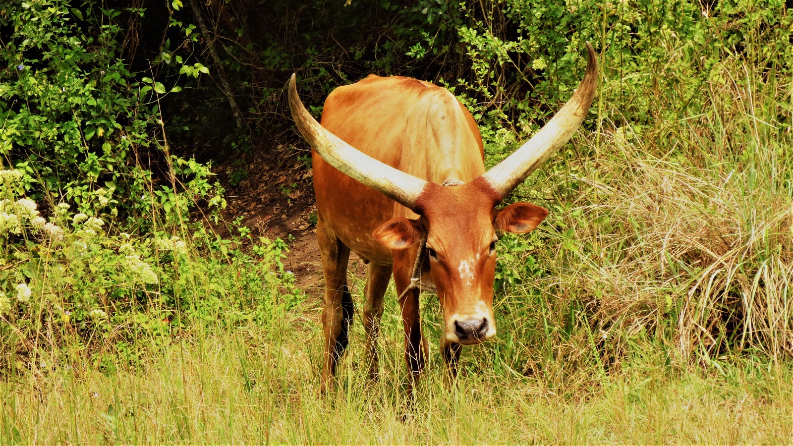 Welcome: Uganda - Fourth week