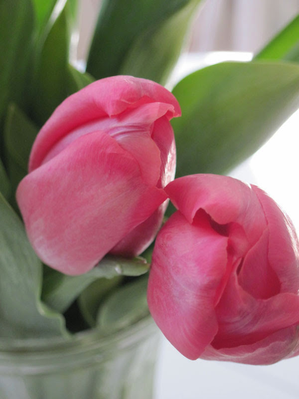 Tulpaner – 21 fakta alla som älskar tulpaner borde känna till | Sköna hem