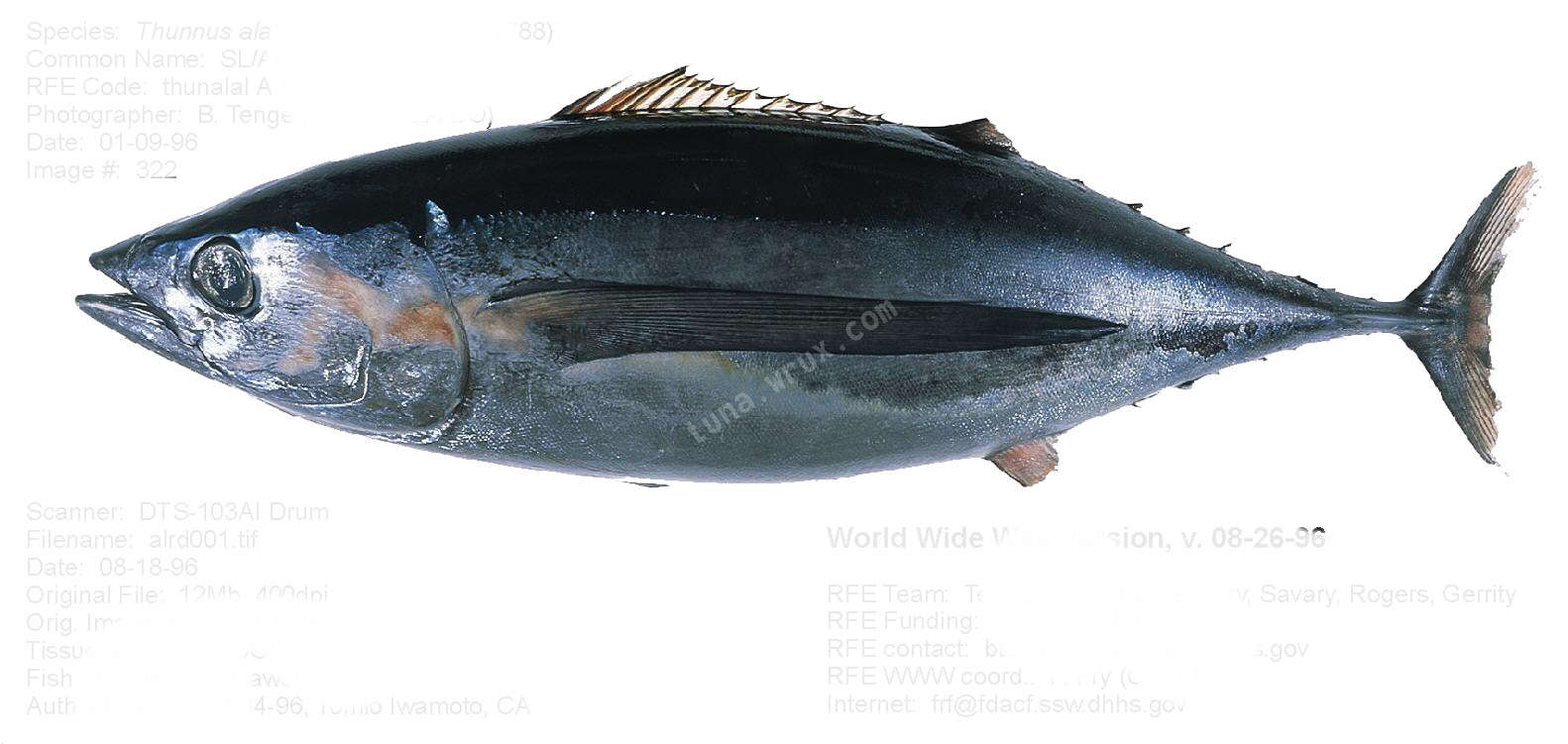 BrotherFish: Lebih Sehat, Cerdas, Sekaligus Langsing dengan Tuna