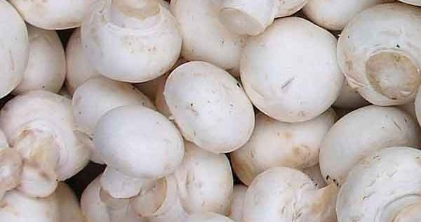 CIUPERCILE, IZVORUL NOSTRU DE SĂNĂTATE!