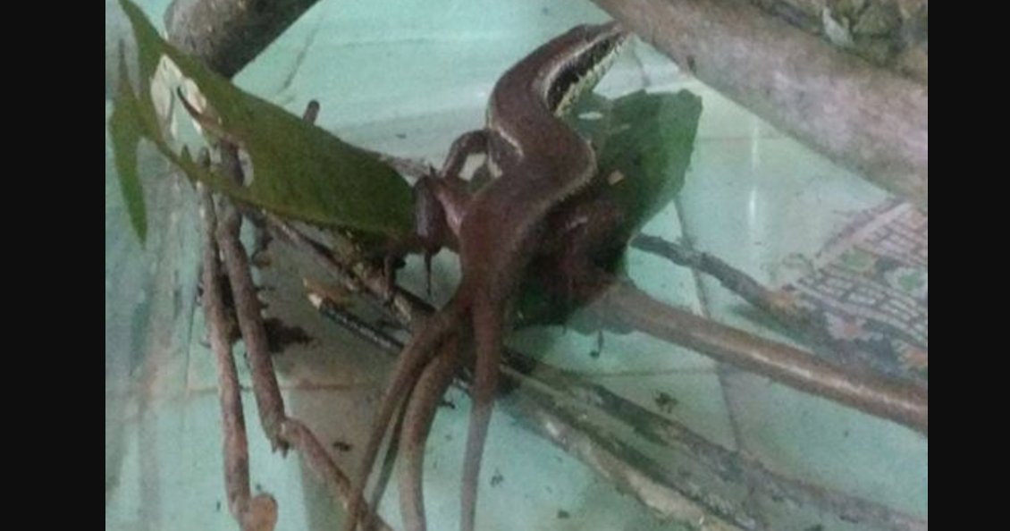 Mengkarung Ekor Bercabang Empat Jadi Rebutan Ramai, Pernah Ditawar ...