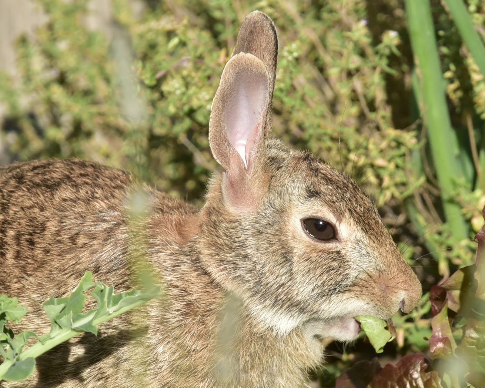 Shoreline Area News: Photos: Backyard bunnies