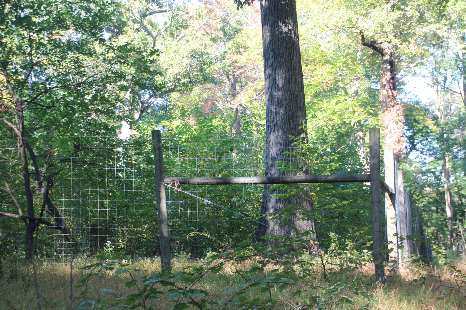 It Just Comes Naturally: Wissahickon Part 1: Houston Meadows