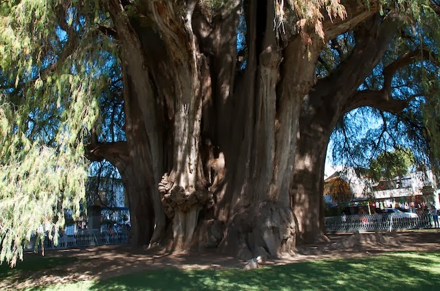 A visit to the Central Valleys and the Land of the Ayuuk, southern Mexico.